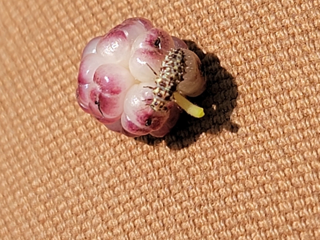 Insects in July 2022 by cmell · iNaturalist