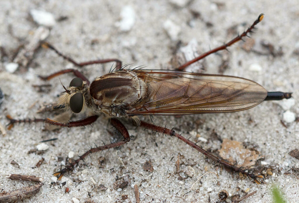 Marauders from Pinellas County, US-FL, US on June 22, 2015 at 10:56 AM ...