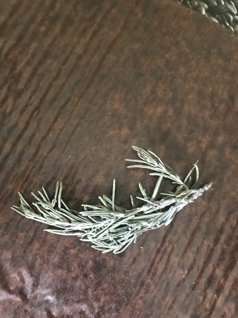 Rosemary from 13400, Aubagne, Provence-Alpes-Côte d'Azur, FR on July 14 ...