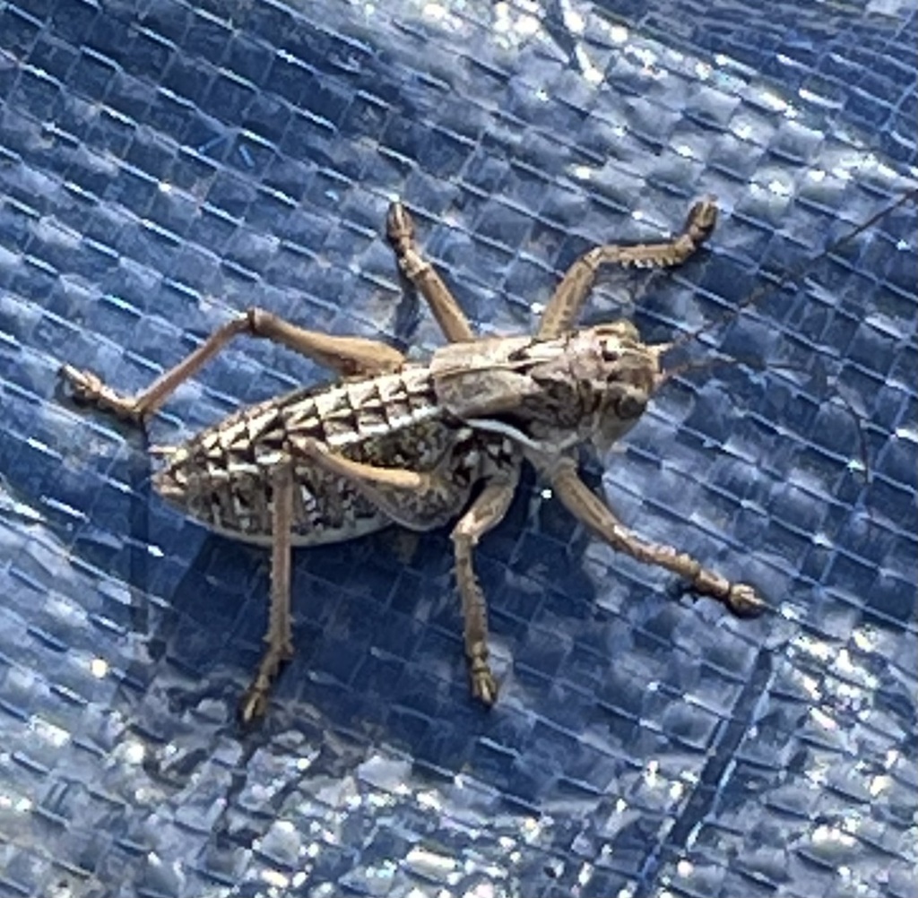 Robust Apote from Klickitat County, WA, USA on July 8, 2022 at 10:02 AM ...