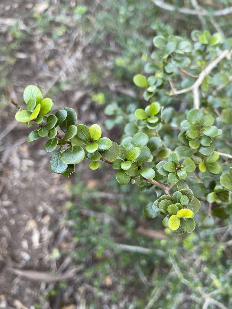 plants from Borallon, QLD, AU on July 11, 2022 at 07:53 AM by Jack.M ...