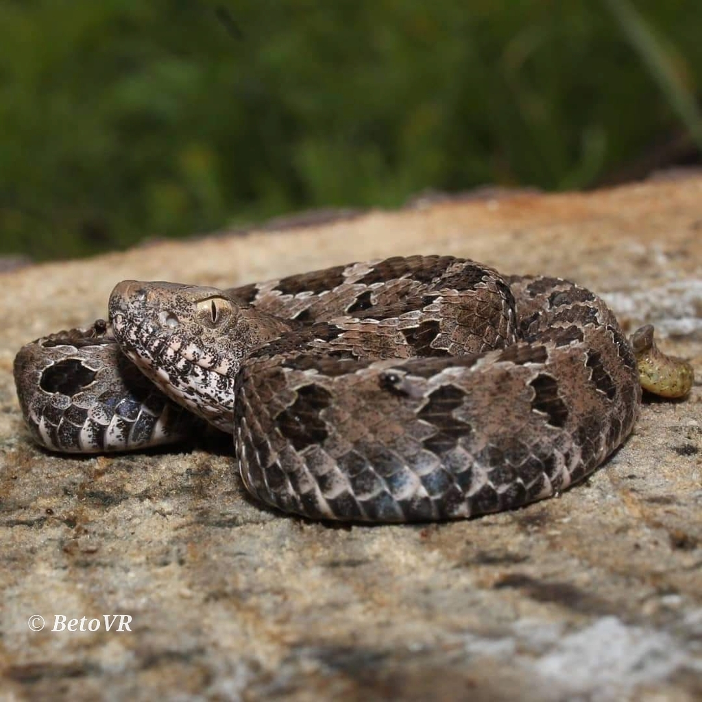 Mexican Pygmy Rattlesnake from Parque Alameda 2000 on July 4, 2022 at ...