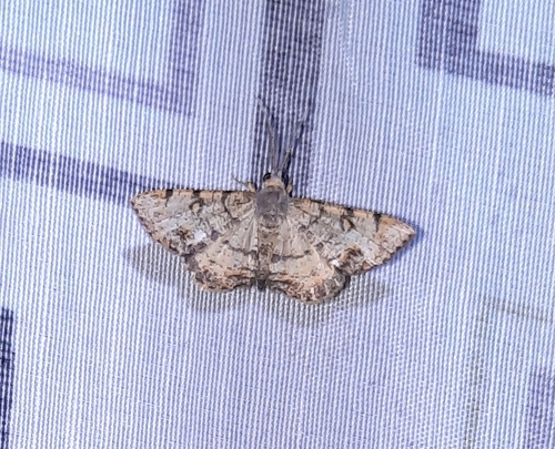 Cyclomia mopsaria · iNaturalist United Kingdom