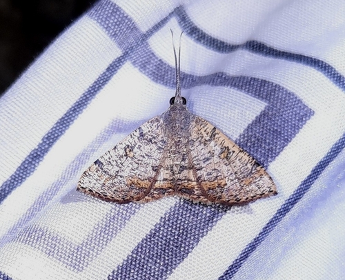 Genus Cyclomia · iNaturalist