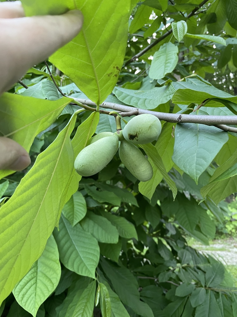 common pawpaw in July 2022 by Rob Seward · iNaturalist