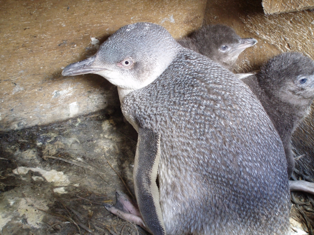 White-flippered Penguin from otamahua quail island on November 18, 2013 ...
