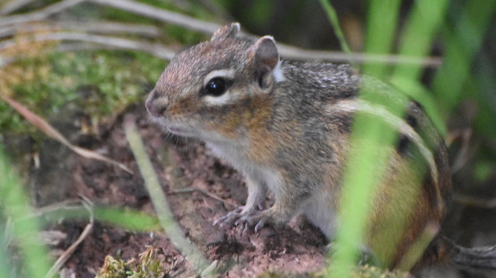 Eastern Chipmunk from Burnett County, WI, USA on July 10, 2022 at 04:13 ...