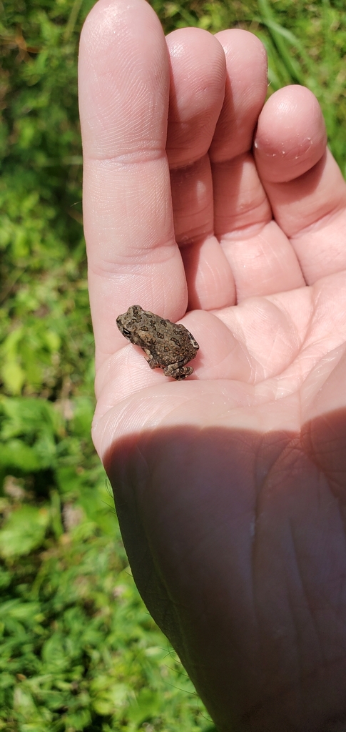 Fowler's Toad from Big Sandy, TN 38221, USA on July 10, 2022 at 12:28 ...