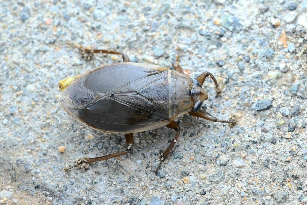 Japanese Giant Water Bug from 中国天津市南开区宾水西道35G4+Q2Q 邮政编码: 300391 on July ...