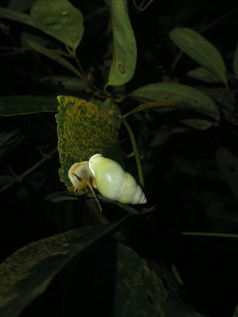 Temasek Green Tree Snail in July 2022 by Hao Ran · iNaturalist