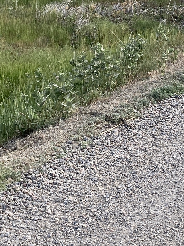 Great Basin Rattlesnake in July 2022 by seabird2 · iNaturalist
