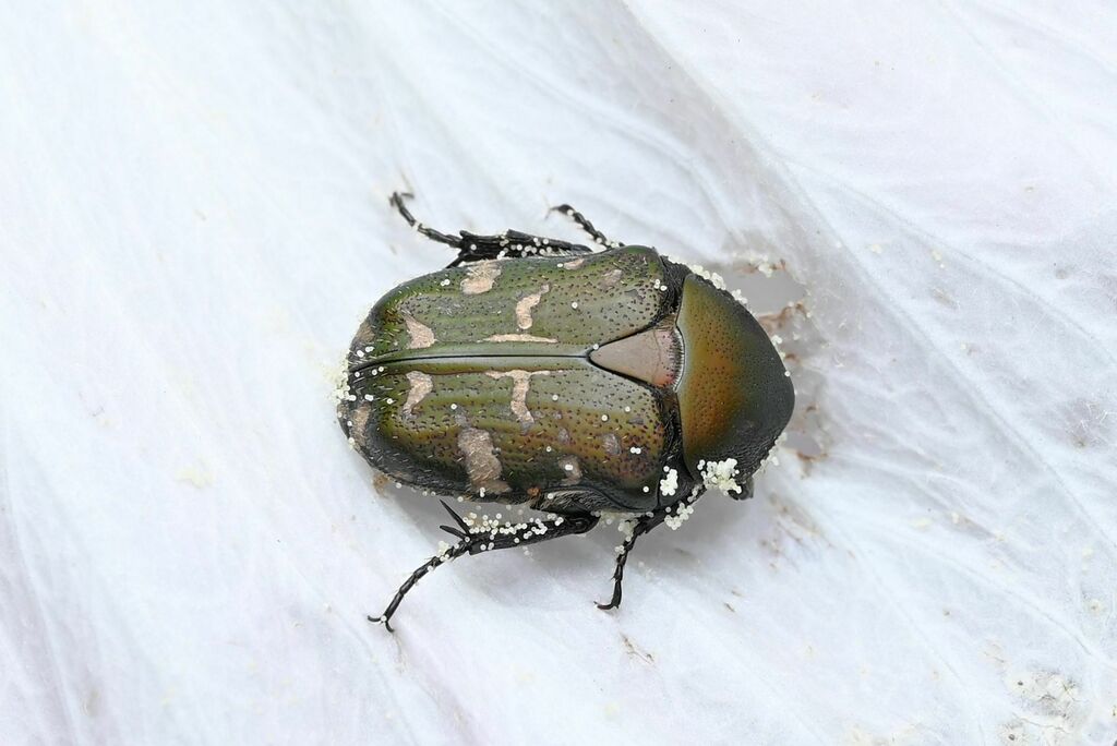 Blue Flower Chafer from 中国天津市西青区赛达大道 邮政编码: 300382 on July 11, 2022 at ...