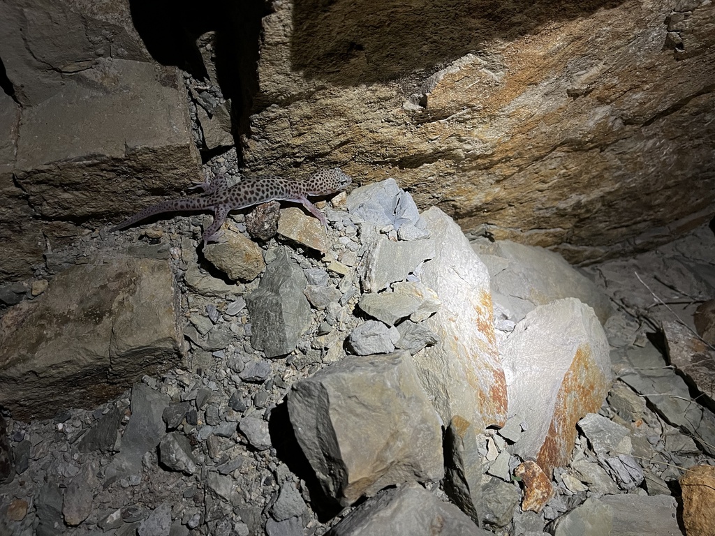 Reticulated Gecko in July 2022 by mfletch05 · iNaturalist