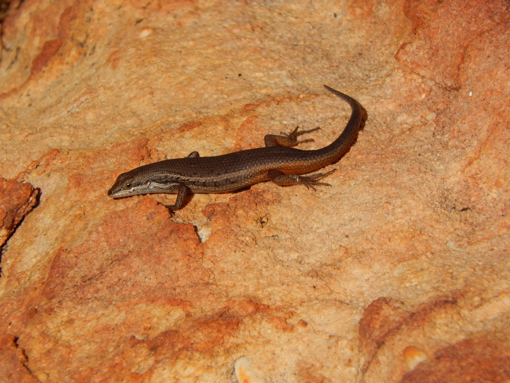 Variegated Skink from West Coast DC, South Africa on July 04, 2022 at ...