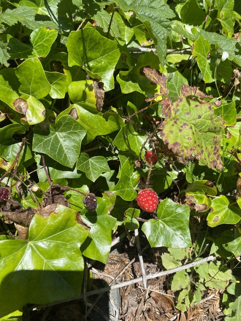 trailing blackberry from Cal Poly Humboldt, Arcata, CA, US on July 10 ...