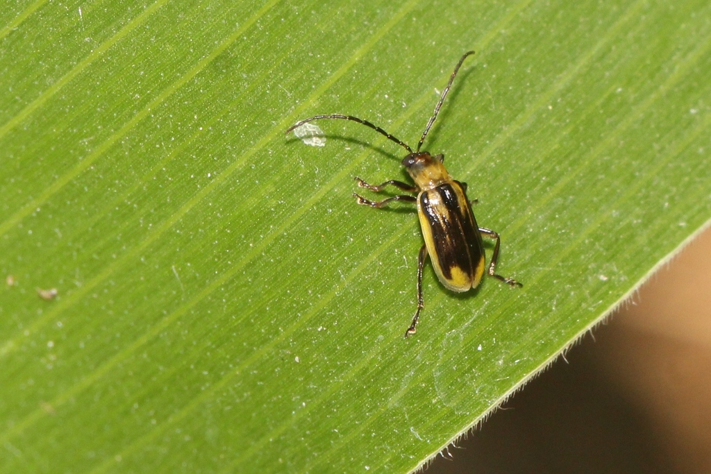 Western Corn Rootworm Beetle from Маньківський район, Черкаська область ...