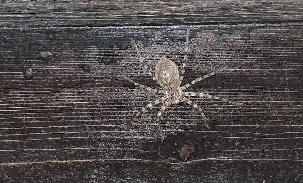 Walckenaer's Huntsman Spider from Kreta, Phinikas, Crete, GR on July 11 ...