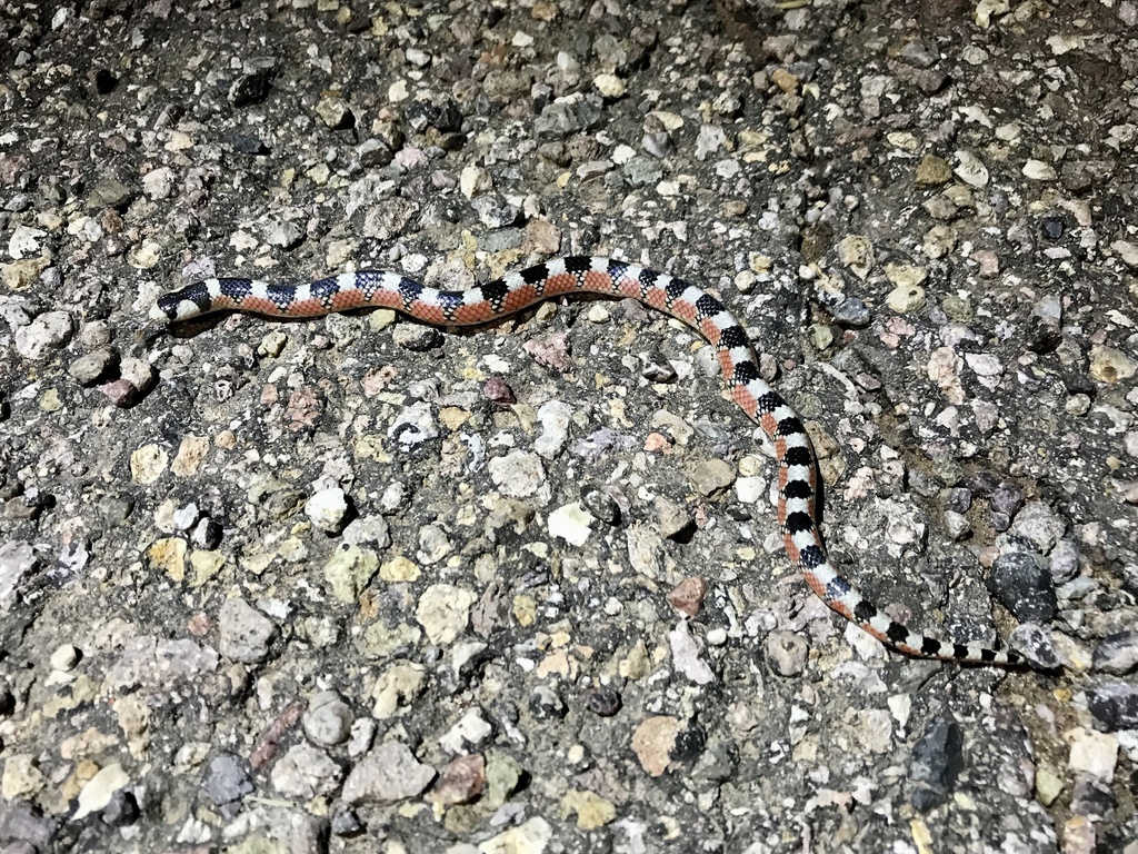 Thornscrub Hook-nosed Snake in July 2022 by Bruce Edley · iNaturalist