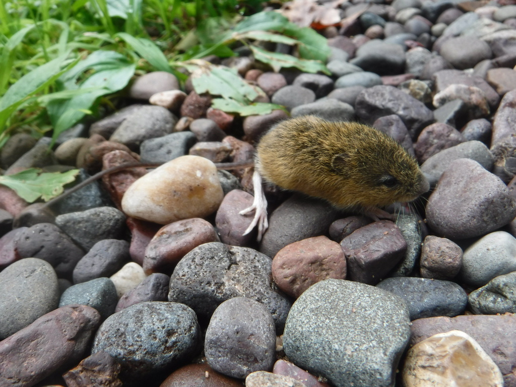 Meadow Jumping Mouse from Chequamegon-Nicolet National Forest, Cable ...