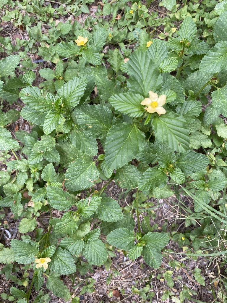three-lobe false mallow from Matador Dr, Austin, TX, US on July 11 ...