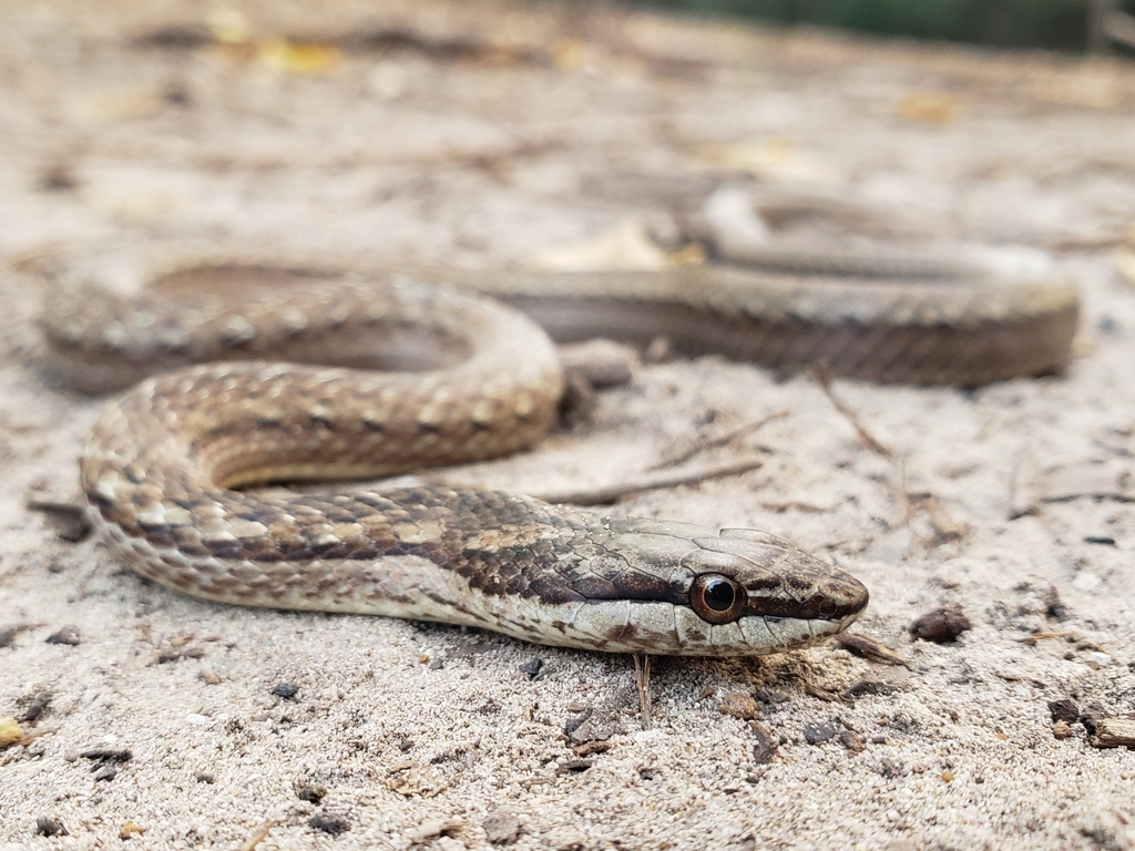 Puerto Rican Racer in July 2022 by Sam · iNaturalist