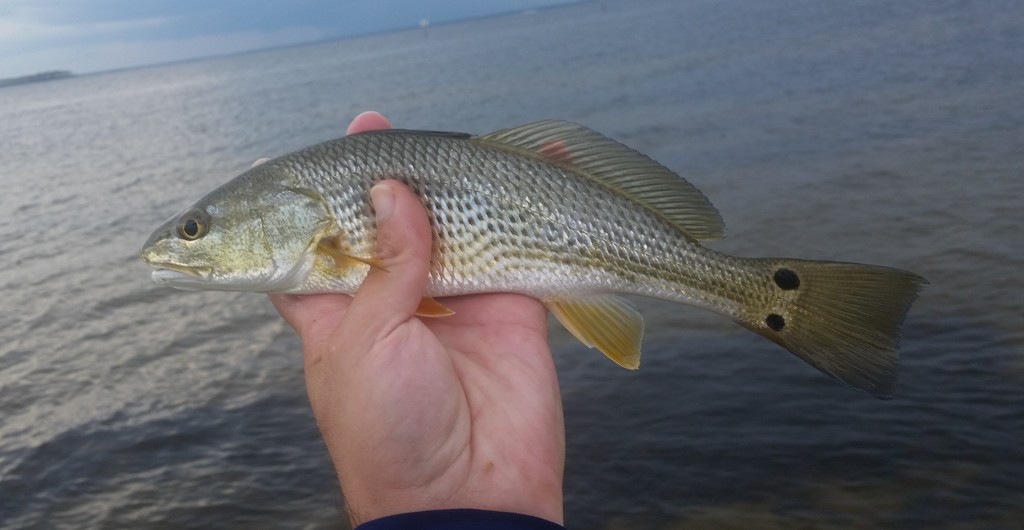Red Drum from Panama City, FL, USA on July 14, 2018 at 03:33 PM by Cody ...