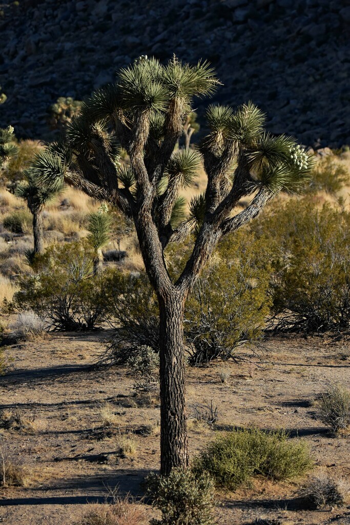 Joshua Tree from California, USA on May 12, 2022 at 09:25 PM by Jerilyn ...