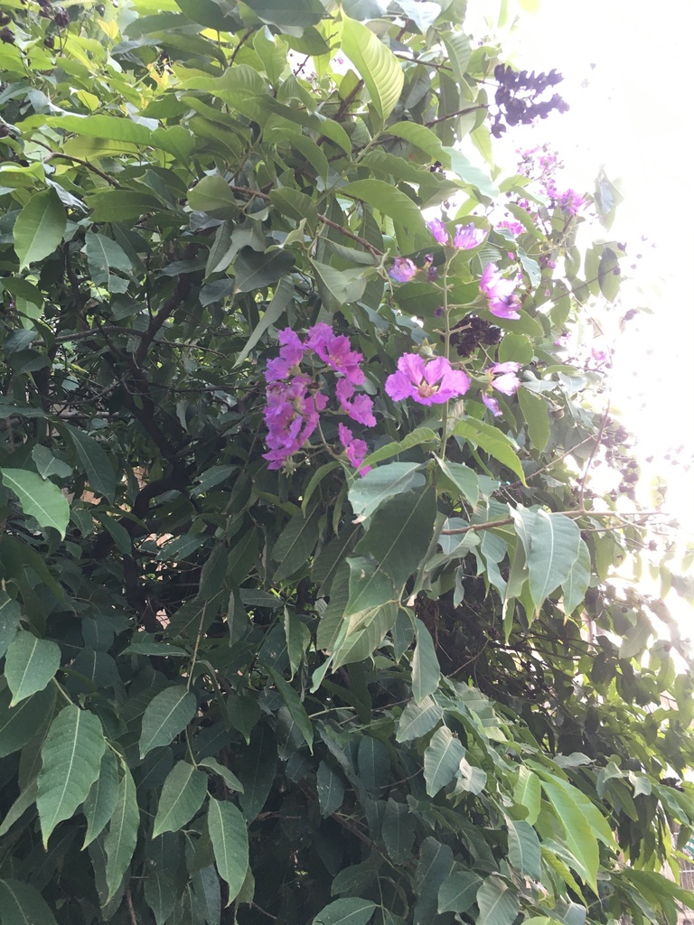 Giant Crape-myrtle from Divya Marg, New Delhi, DL, IN on July 12, 2022 ...