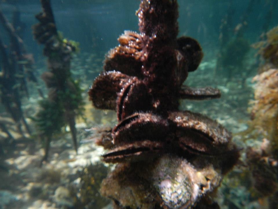 Mangrove Cupped Oyster from Bastimentos Island National Marine Park ...
