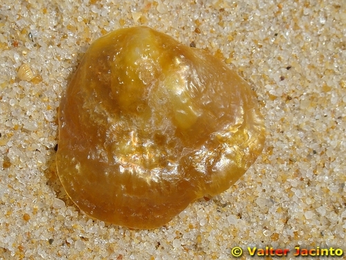 Jingle and Windowpane Shells (Superfamily Anomioidea) · iNaturalist