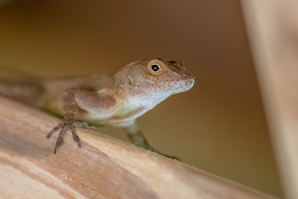 Crested Anole from Vieques, Vieques, Puerto Rico, US on July 11, 2022 ...