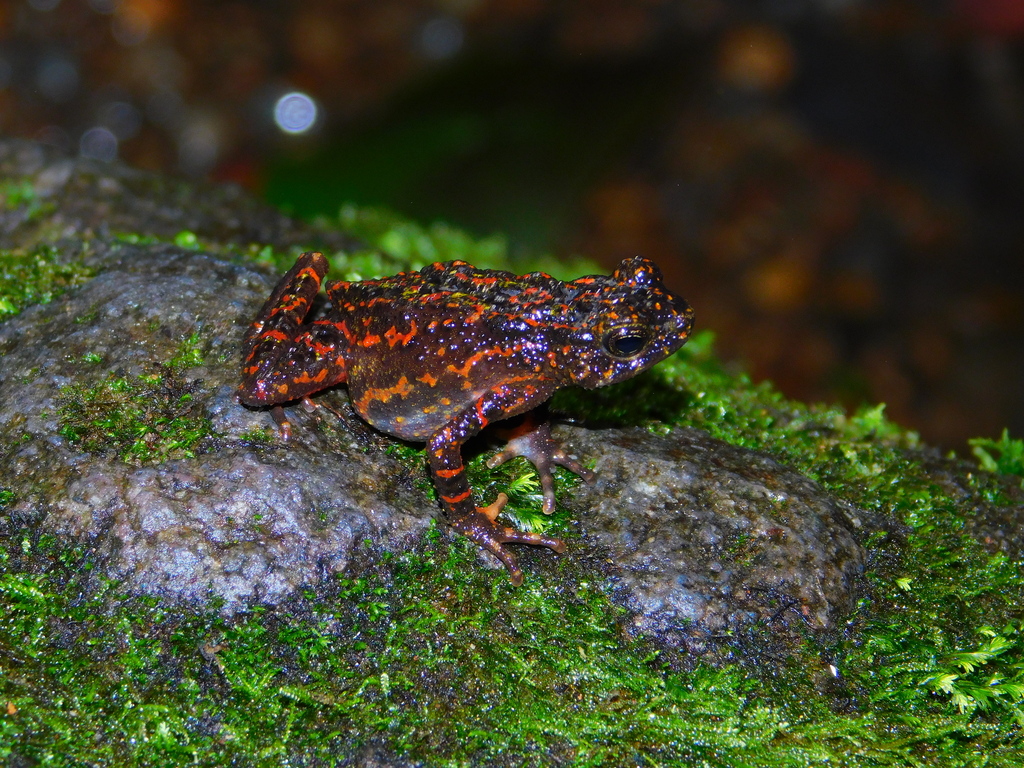 Bleeding Toad in July 2022 by Feriyanto · iNaturalist