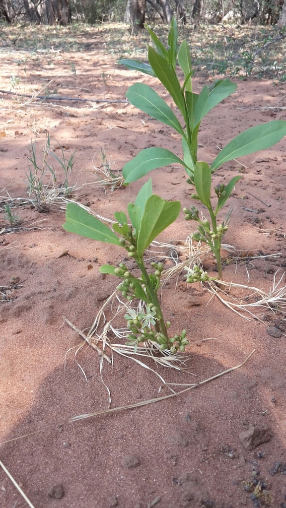 gifblaar from Mookgophong/Modimolle, South Africa on October 16, 2021 ...