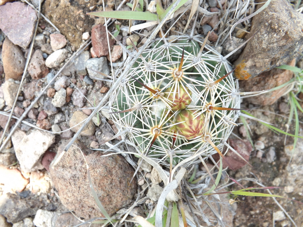 Biznaga partida de cuernos desde Bomanxotha el05 de julio de 2015 de ...
