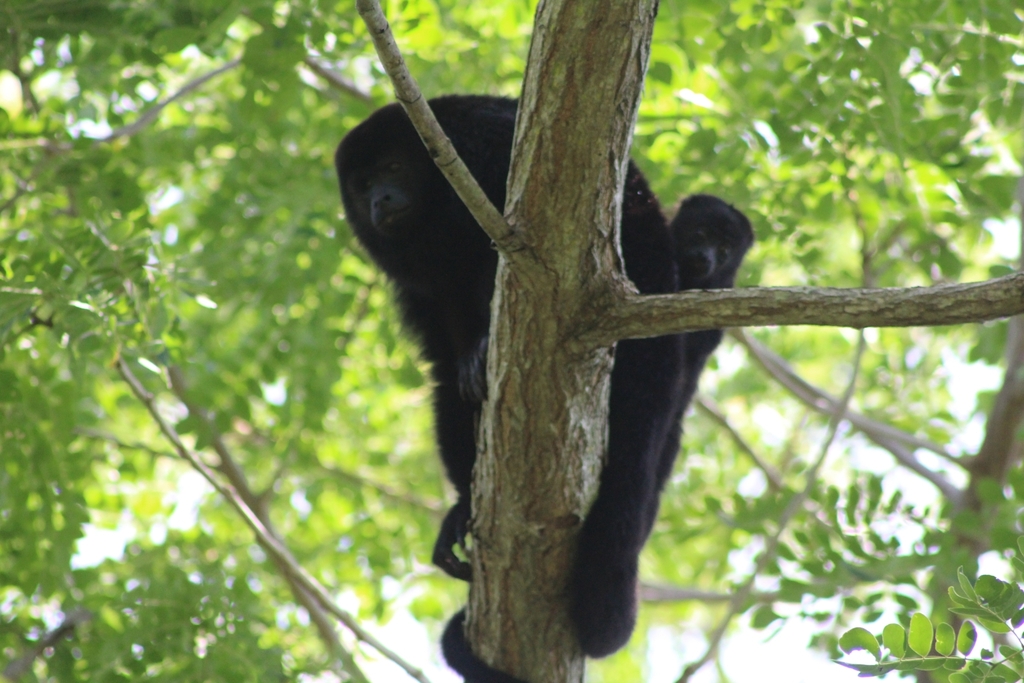 Yucatán Black Howler Monkey from 29971 Chis., México on July 11, 2022 ...