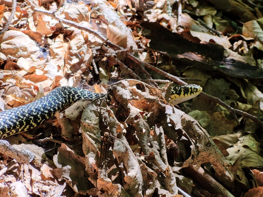 Green Whip Snake from Le Vallon du Villaret, 48190 Allenc, France on ...