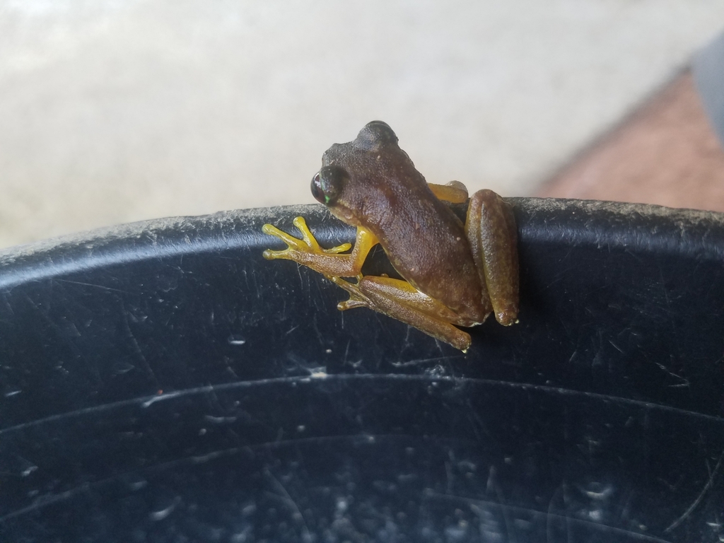 Copan brook frog in June 2022 by cris estrada · iNaturalist