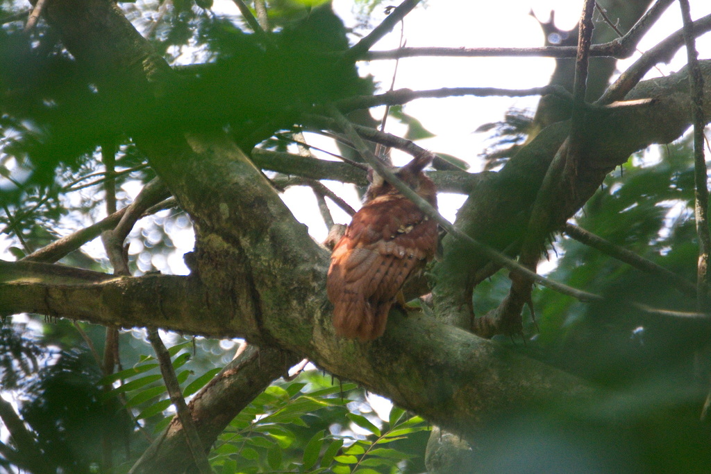 Maned Owl (Jubula lettii) - Avian Discovery