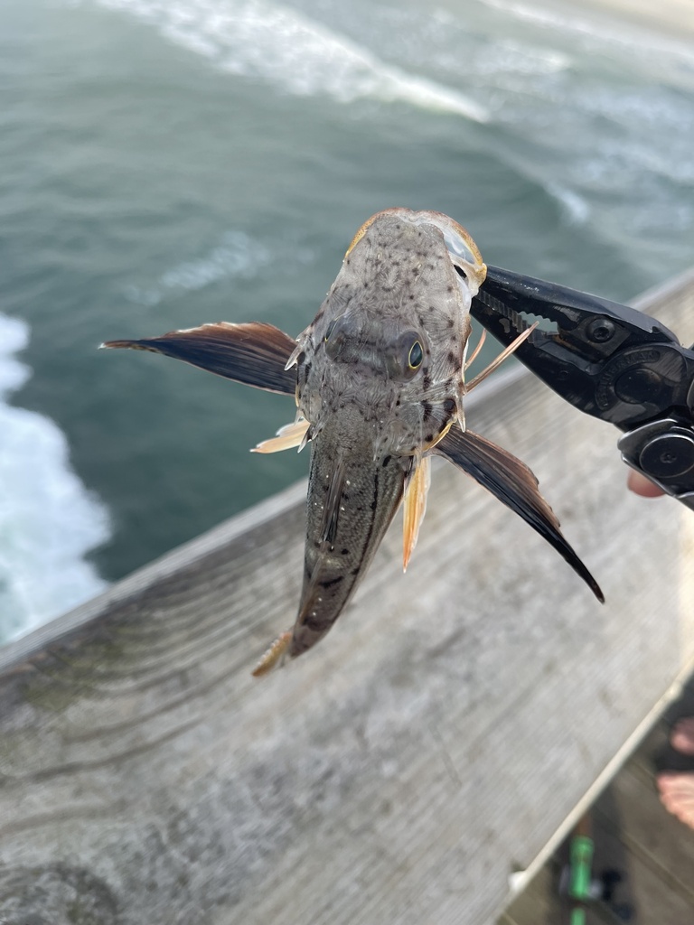 Striped Searobin from North Atlantic Ocean, SC, US on July 29, 2021 at ...