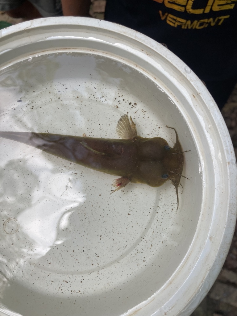 Margined Madtom in July 2022 by megcappabianca · iNaturalist