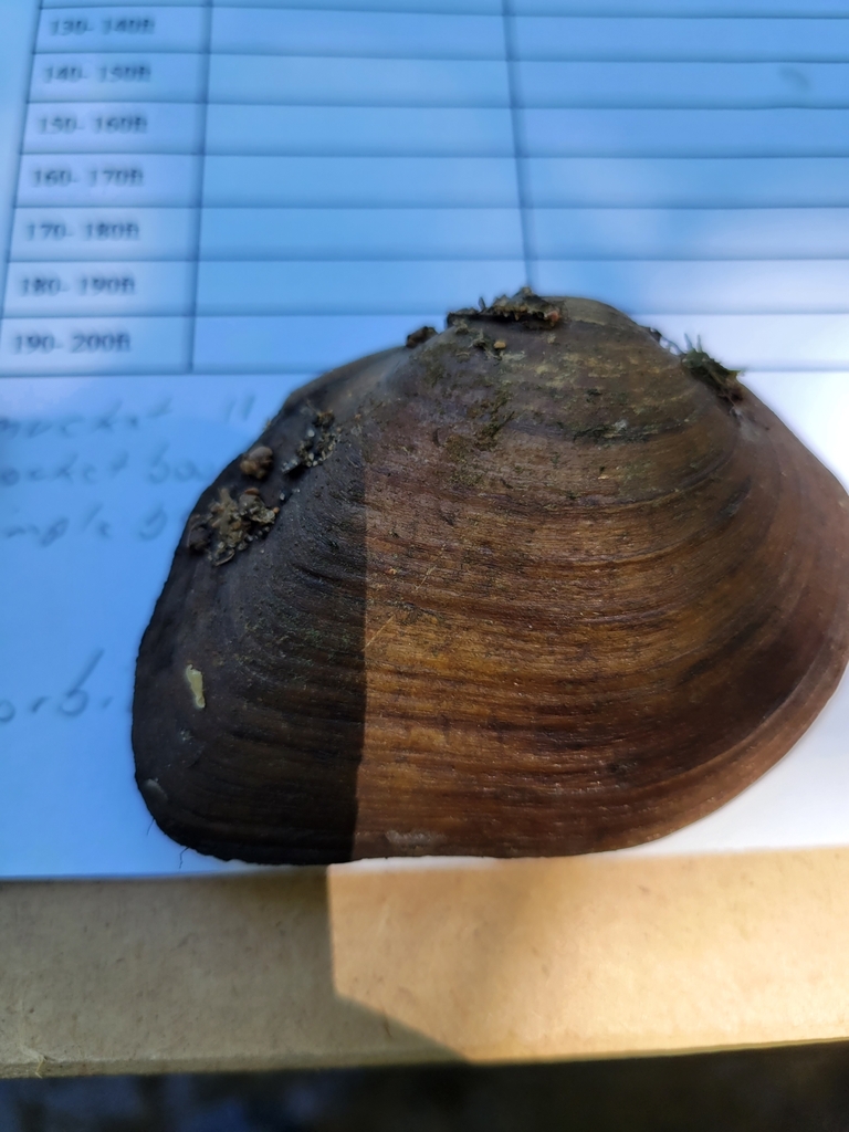 Wabash Pigtoe from Sycamore, IL, USA on July 12, 2022 at 12:22 PM by ...