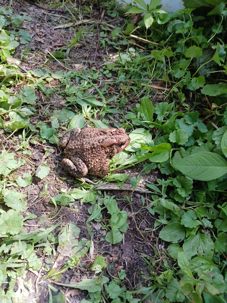 American Toad from Hamilton, ON L9H 1C7, Canada on July 12, 2022 at 10: ...
