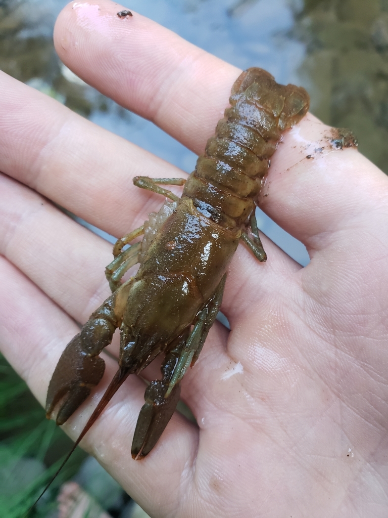 Allegheny Crayfish from Zena, NY, USA on July 11, 2022 at 07:53 PM by ...