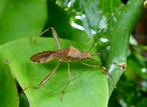 Riptortus distinguendus · iNaturalist