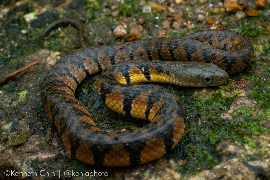 Mountain Water Snake from HVMM+GG9, Thành Công, Nguyên Bình District ...