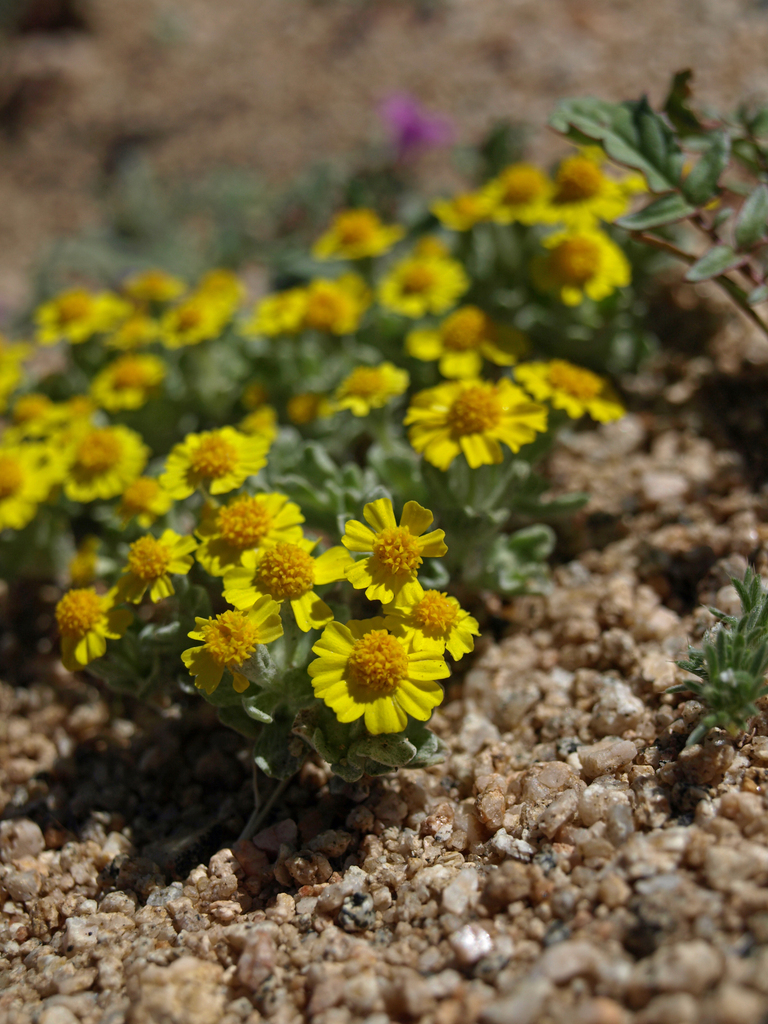 Wallace's woollydaisy from Riverside County, CA, USA on March 12, 2014 ...