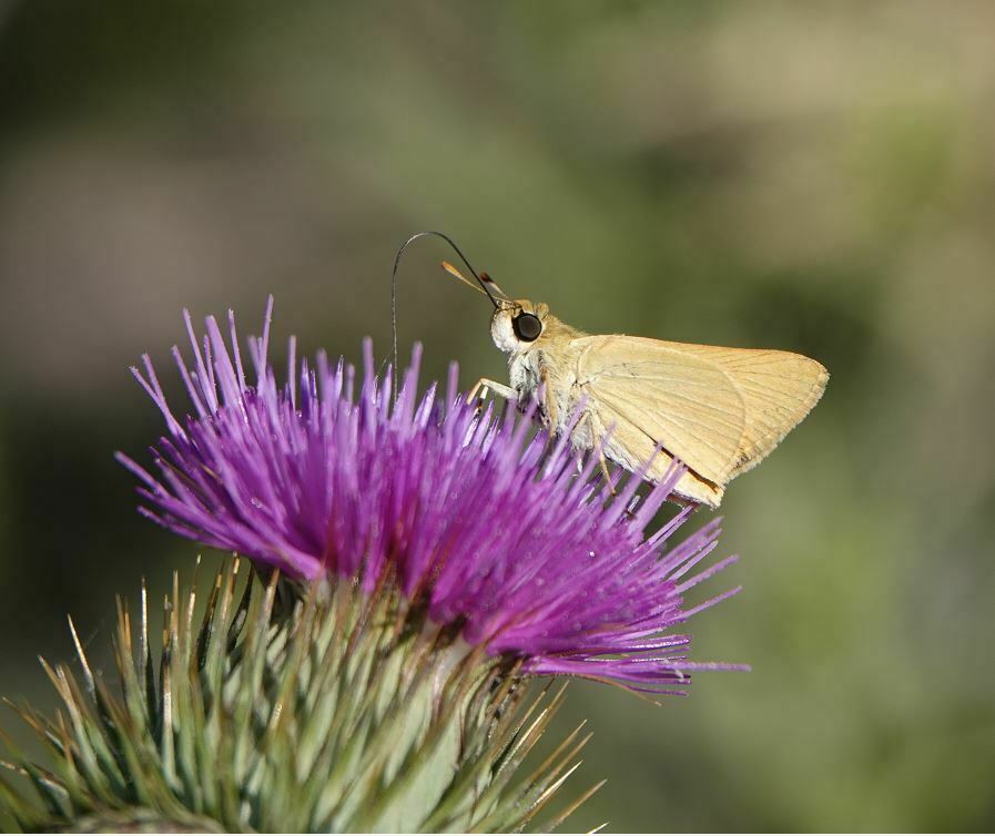 Delaware Skipper from Denver Audubon Nature Center on July 12, 2022 at ...
