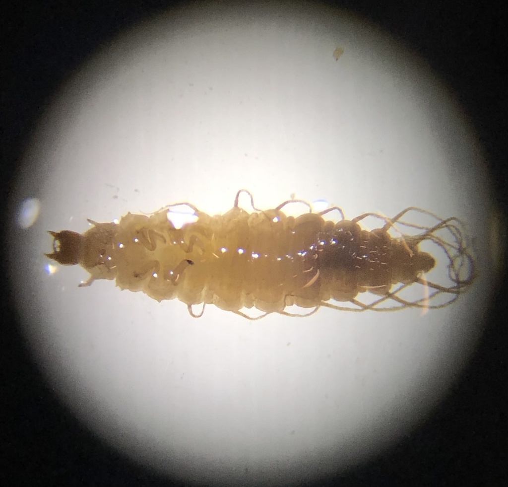 Berosus from Younger Lagoon, Santa Cruz, CA, US on March 29, 2022 at 01 ...