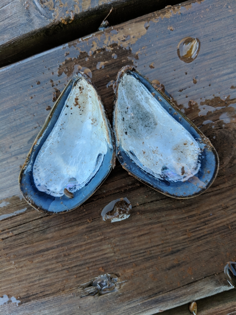 Blue Mussel from Cape Tormentine, NB, Canada on July 14, 2018 at 11:59 ...