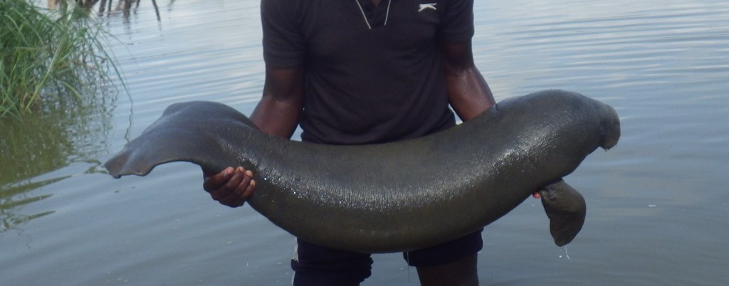African Manatee in May 2015 by Siren Sighting Network_AMMCO ...